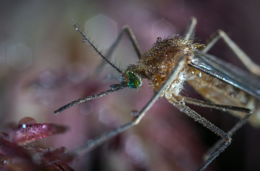 Surprising Differences Between Male and Female Mosquitoes